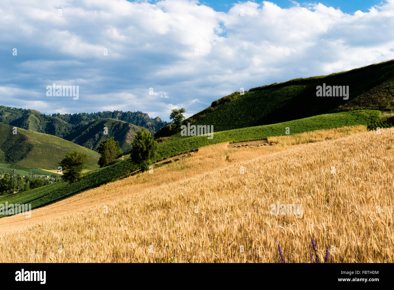 Xinjiang Shihezi wheat field Stock Photo - Alamy