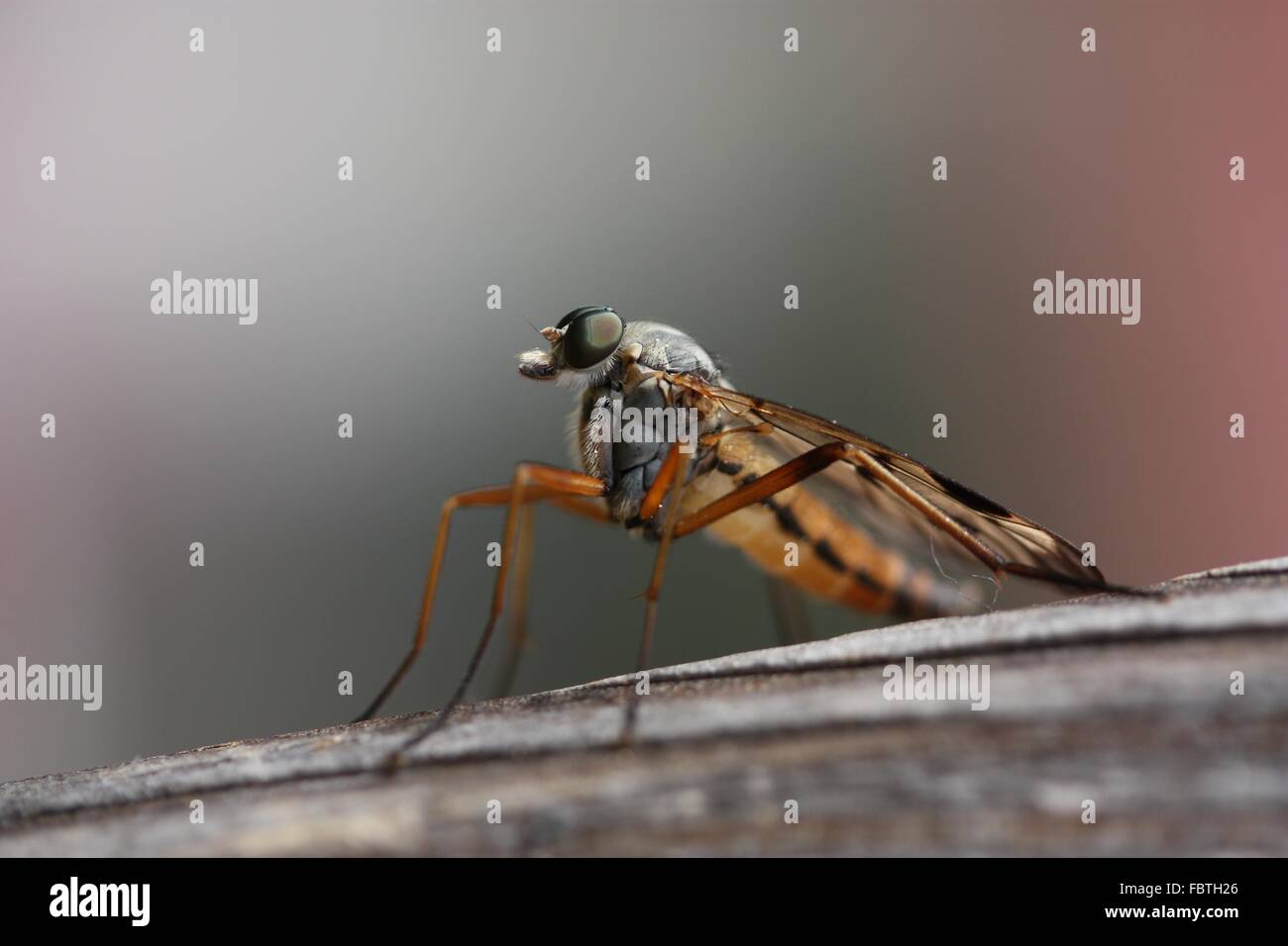 Rhagionidae hi-res stock photography and images - Alamy