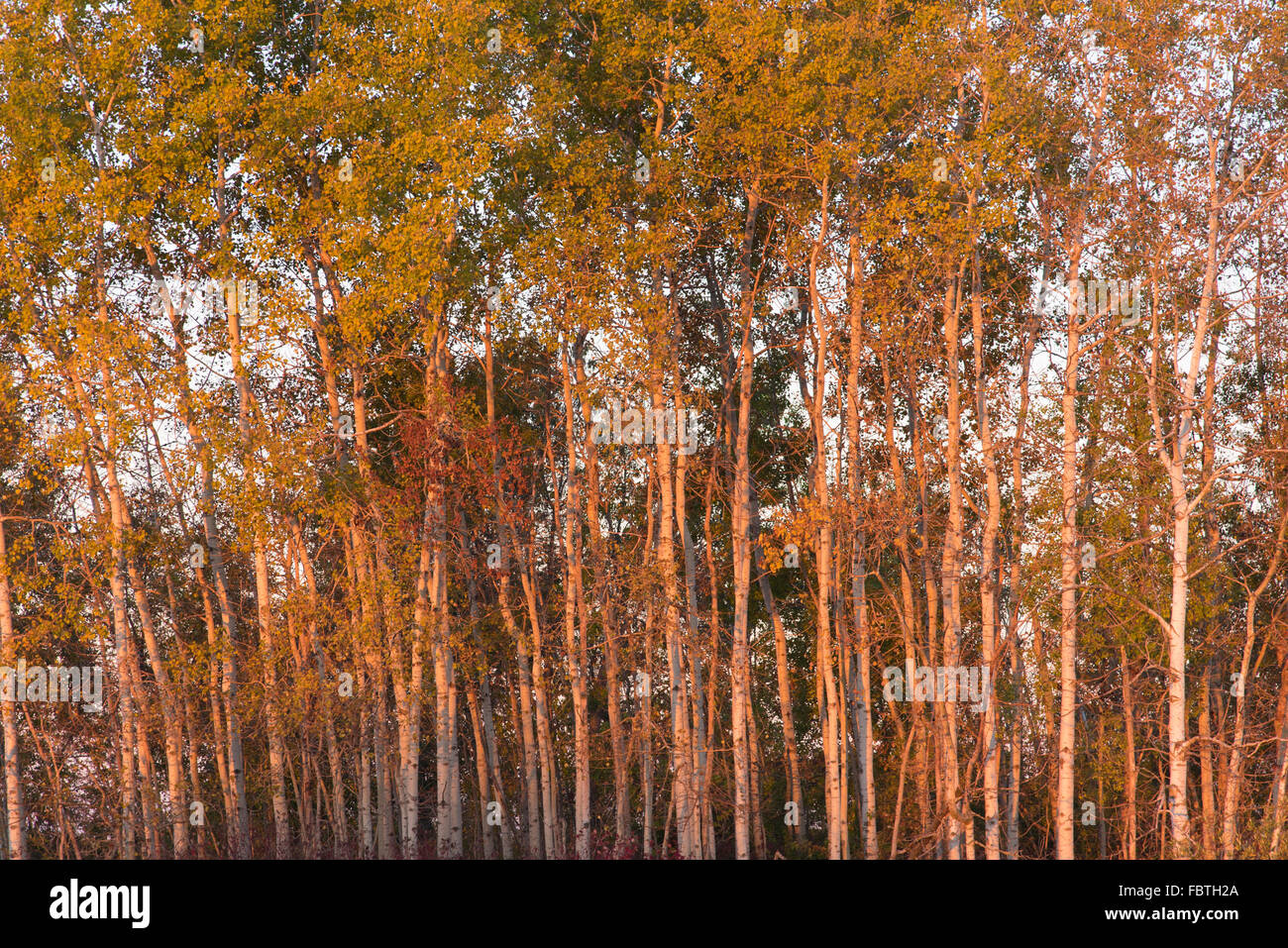 Trembling aspen trees hi-res stock photography and images - Alamy