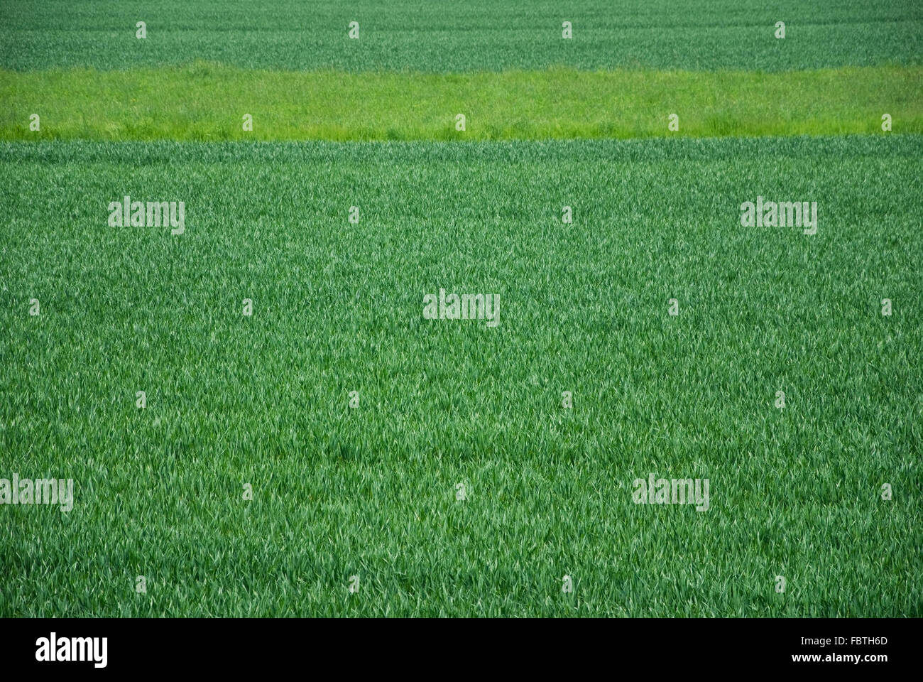Modified wheat hi-res stock photography and images - Alamy
