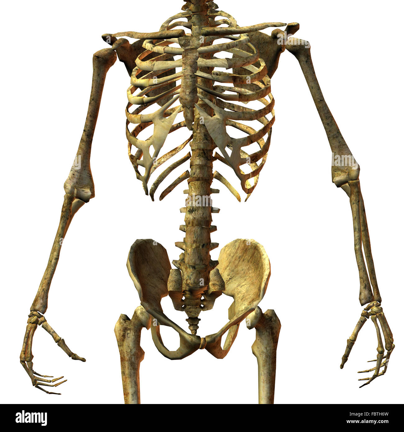 Anatomie rippe knochen hi-res stock photography and images - Alamy