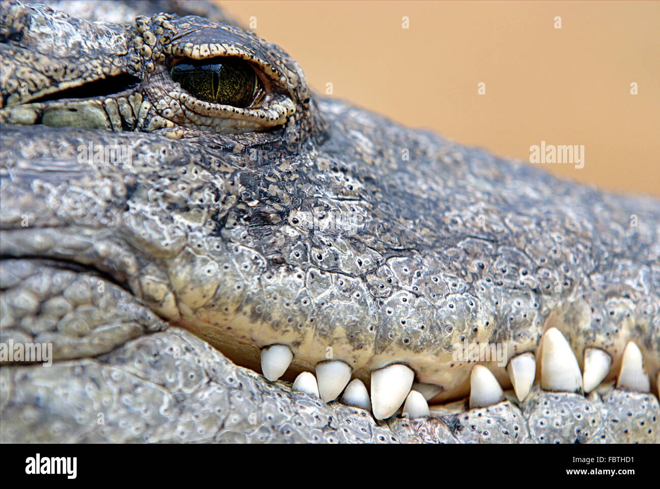 Krokodil kopf hi-res stock photography and images - Alamy