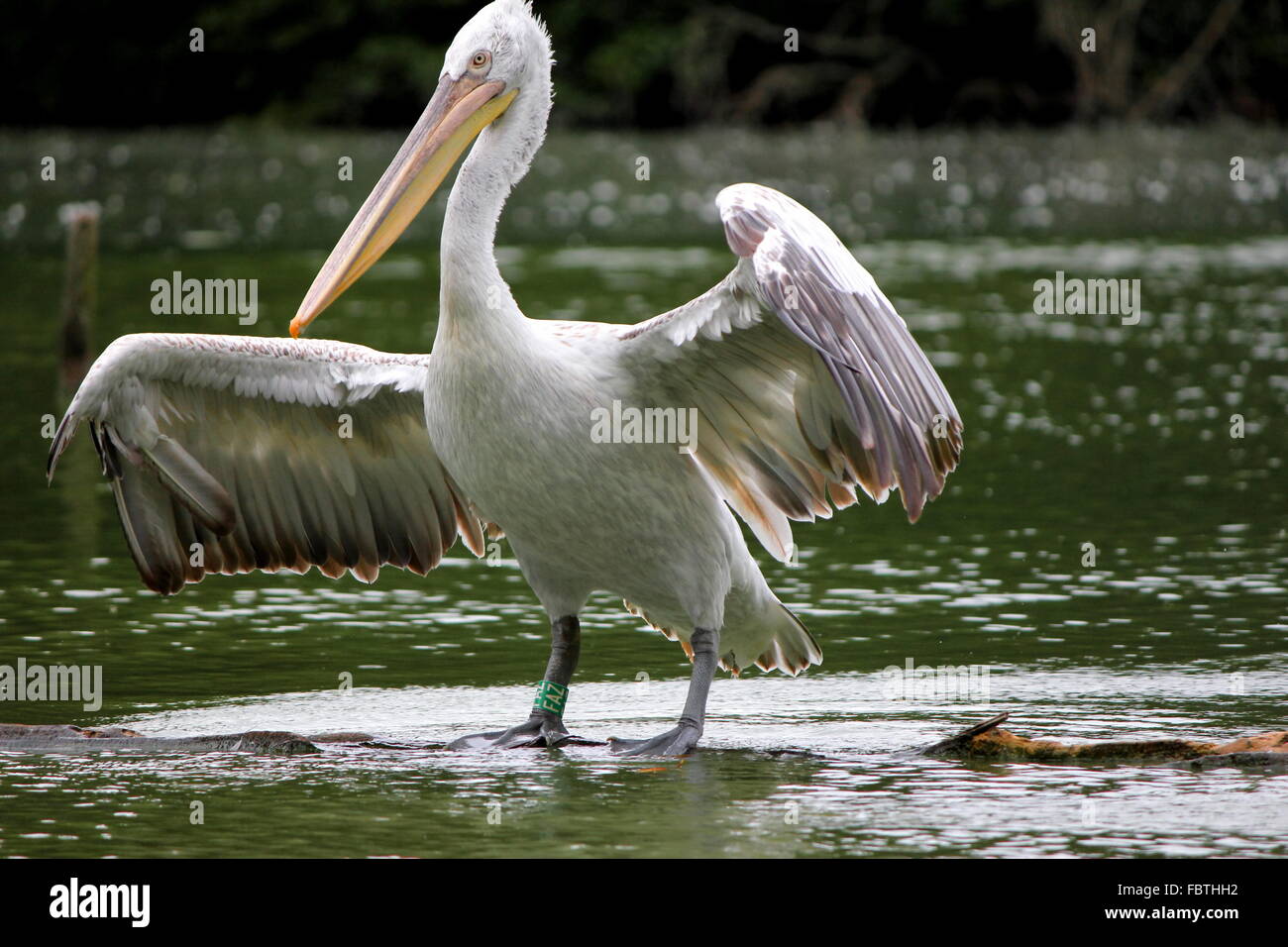 pelican white and black Stock Photo - Alamy