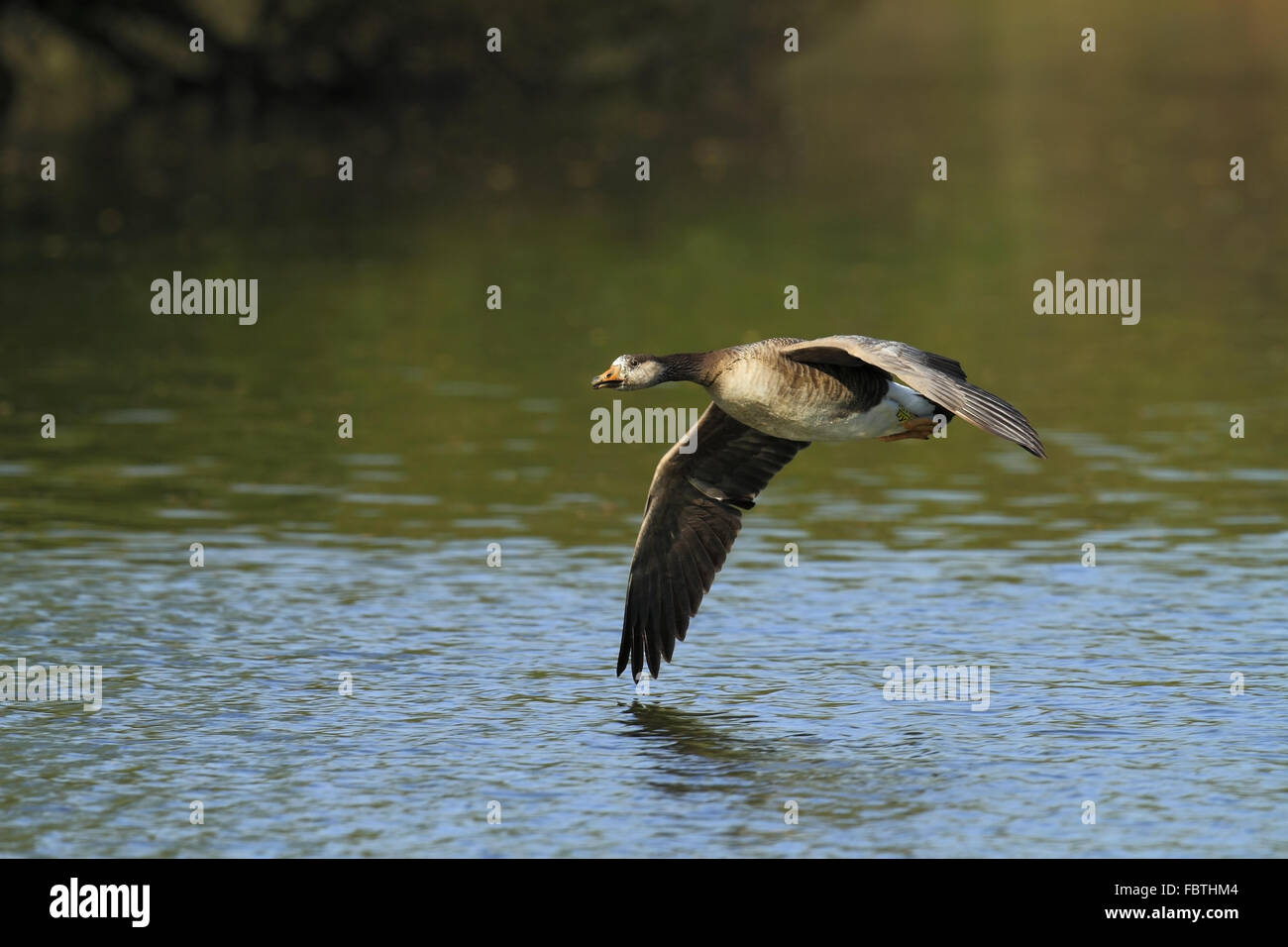 Hybrid Birds High Resolution Stock Photography and Images - Alamy