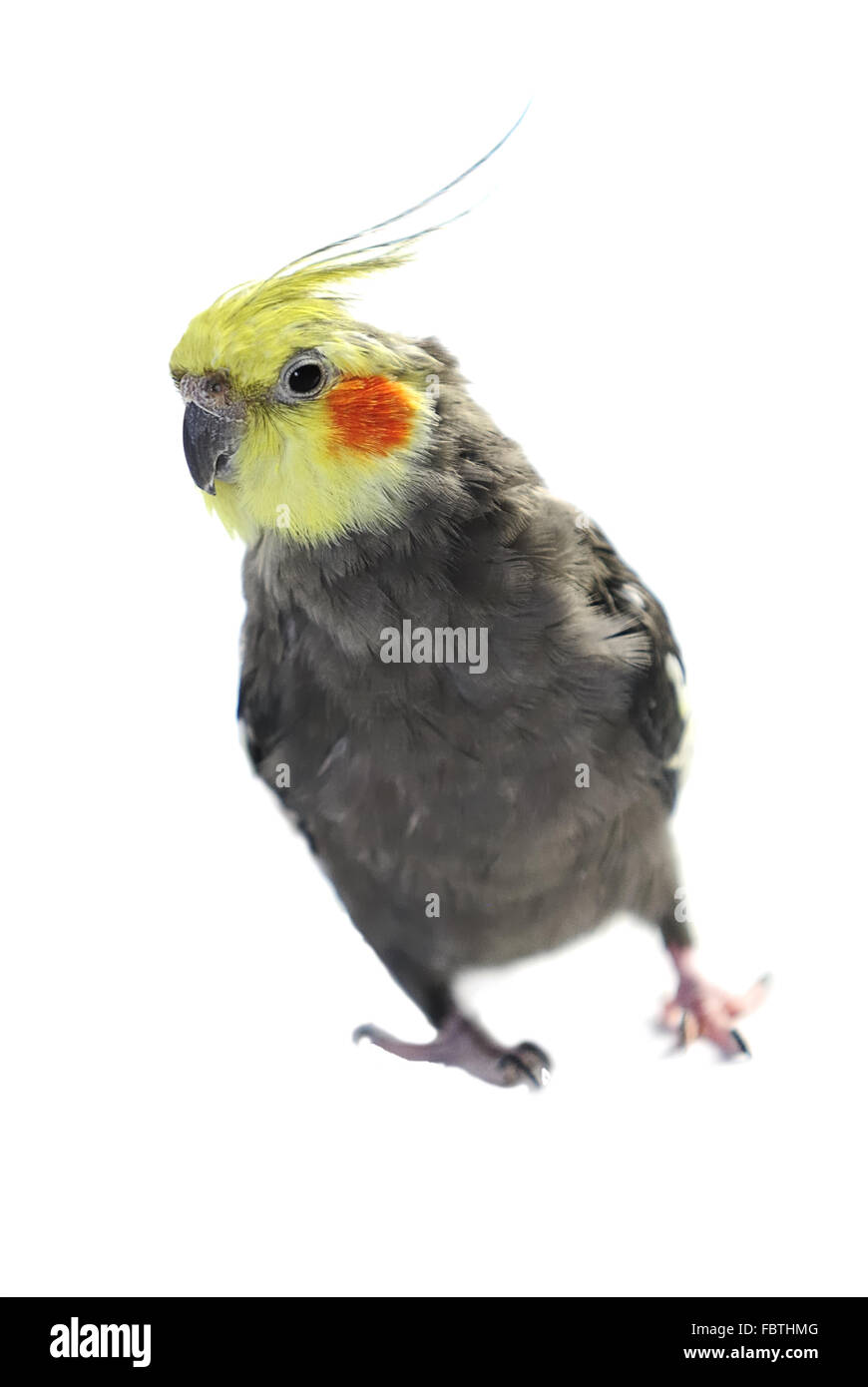 Kakadu birds Cut Out Stock Images & Pictures - Alamy