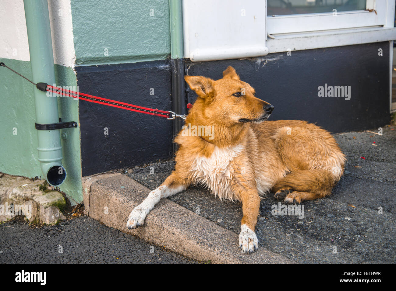 Dog lease hi-res stock photography and images - Alamy