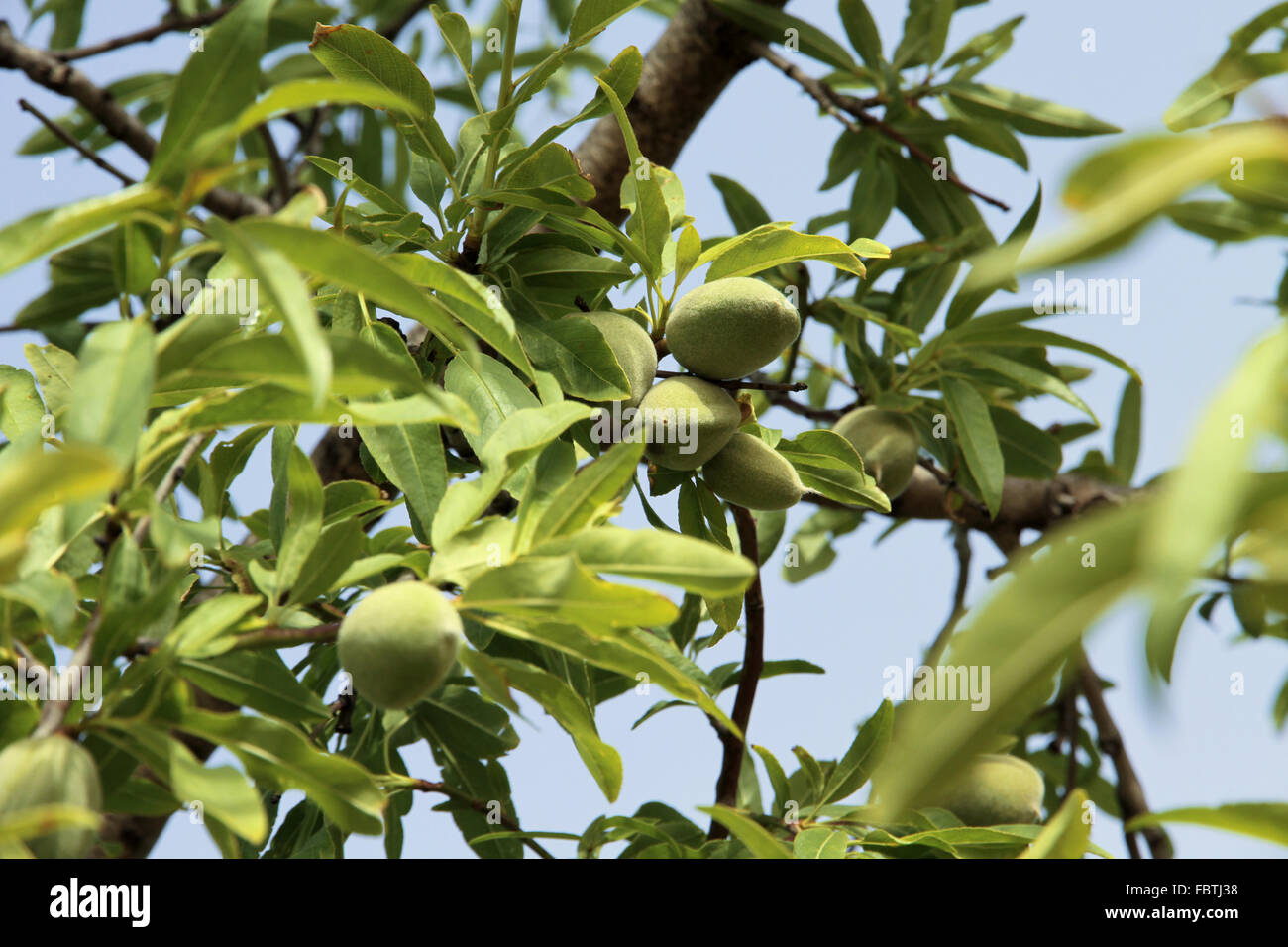 Almond tree photo hi-res stock photography and images - Alamy