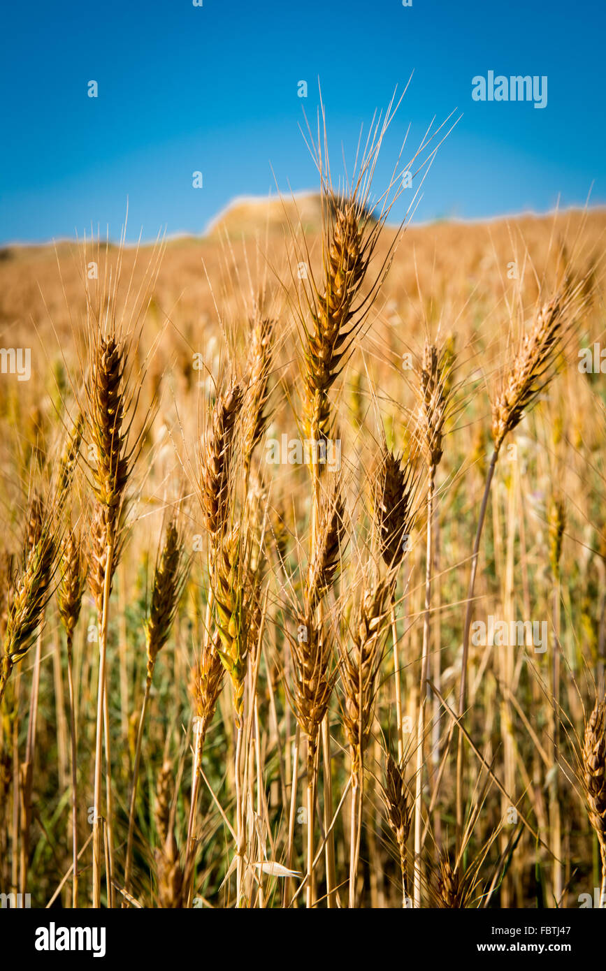 Xinjiang Shihezi wheat field Stock Photo - Alamy