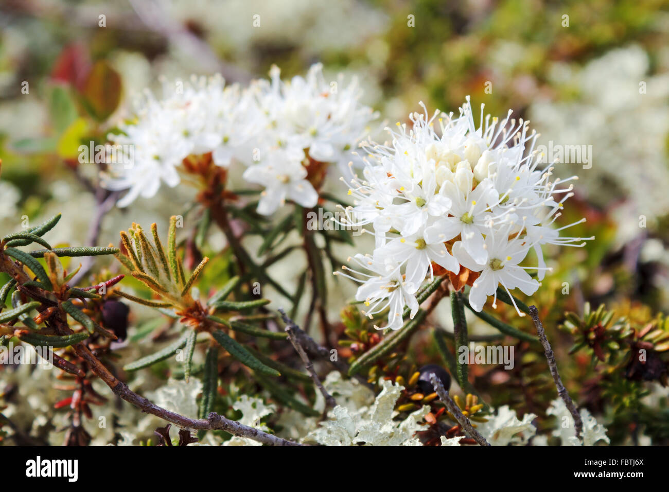 Rhododendron tomentosum (syn. Ledum palustre Stock Photo - Alamy