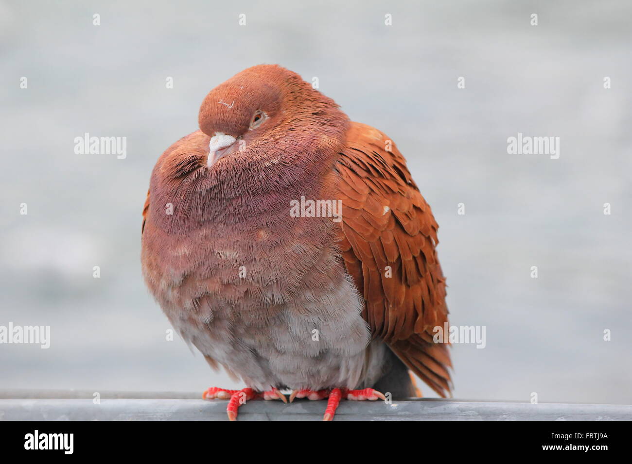 Colors bird hi-res stock photography and images - Alamy