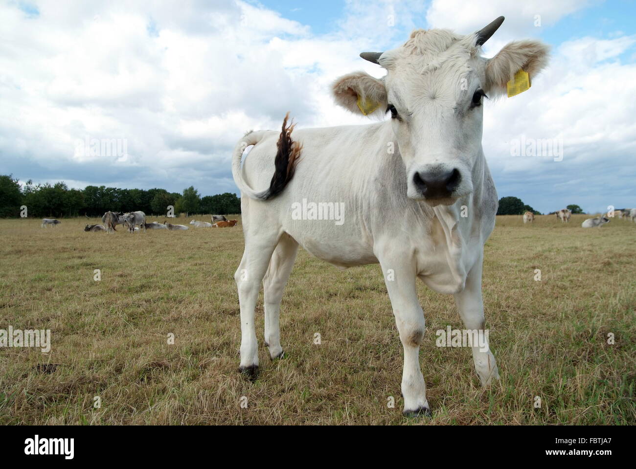Tail of cattle hi-res stock photography and images - Alamy