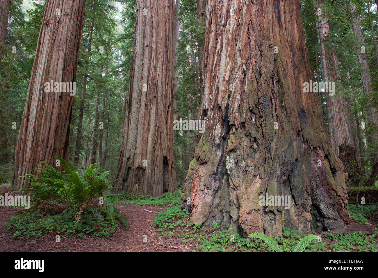 Giant redwood trees, Redwood National Park, California, USA Stock Photo ...
