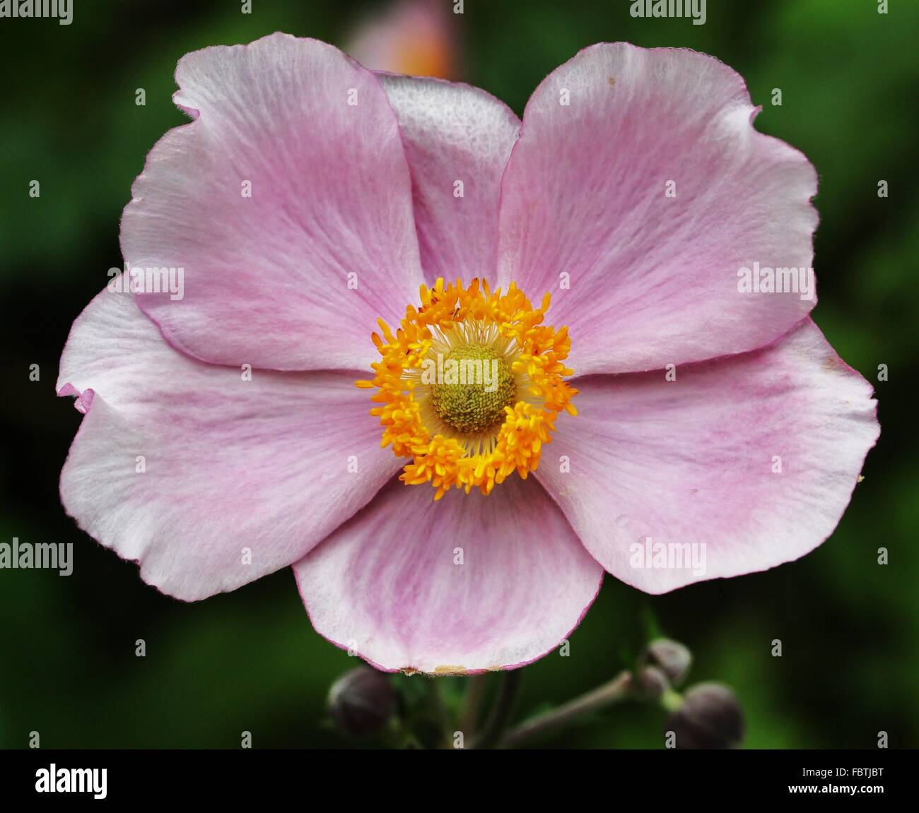 Anemone pink hi-res stock photography and images - Alamy