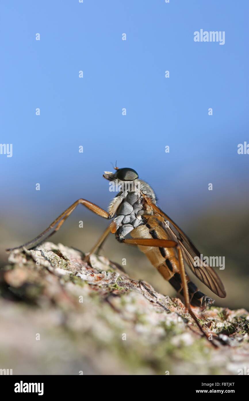 Rhagionidae hi-res stock photography and images - Alamy