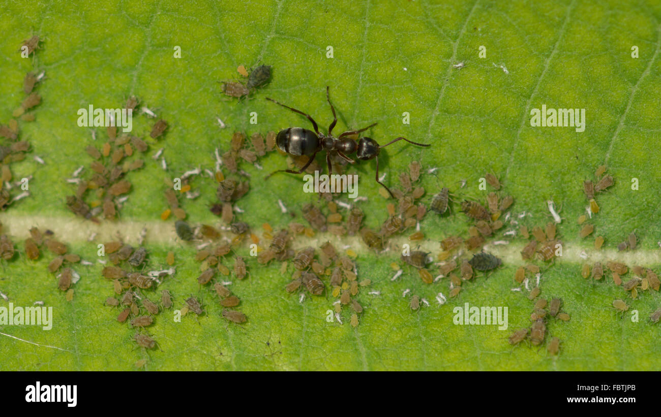 Aphids feed on the plant sap of a Common Milkweed plant while a colony ...
