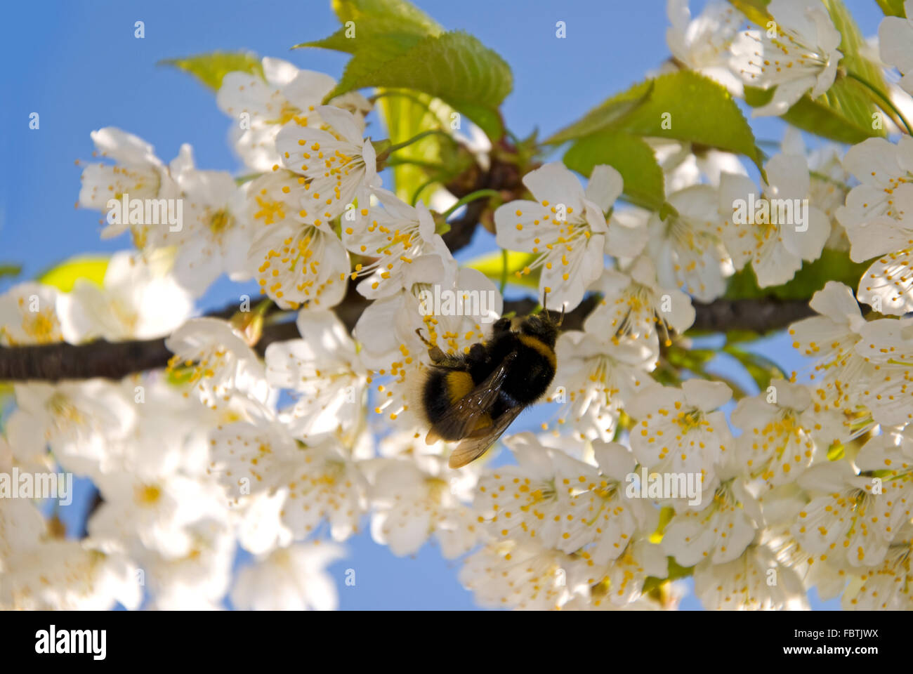 Hummel insekt hi-res stock photography and images - Alamy