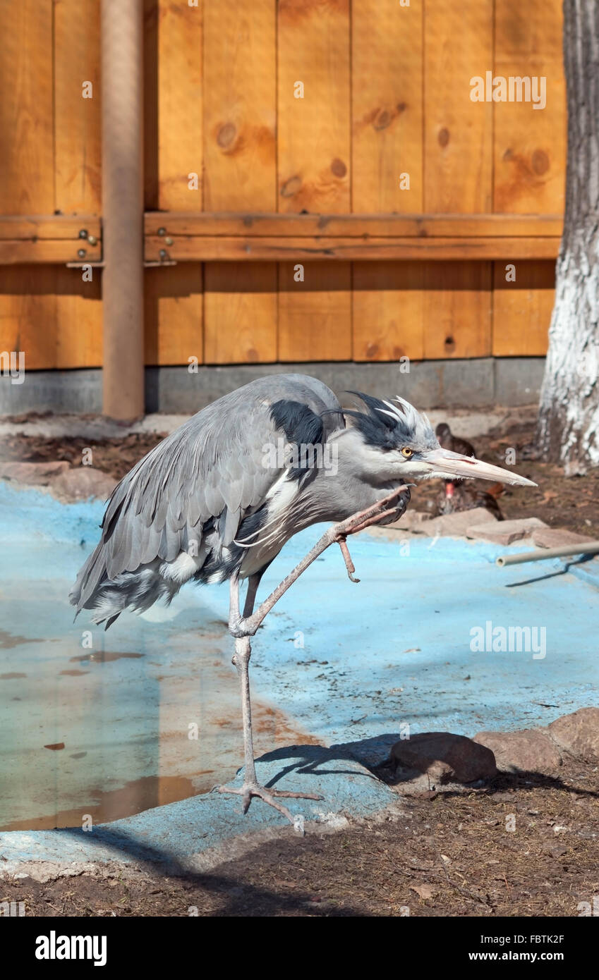 Long leg heron hi-res stock photography and images - Alamy