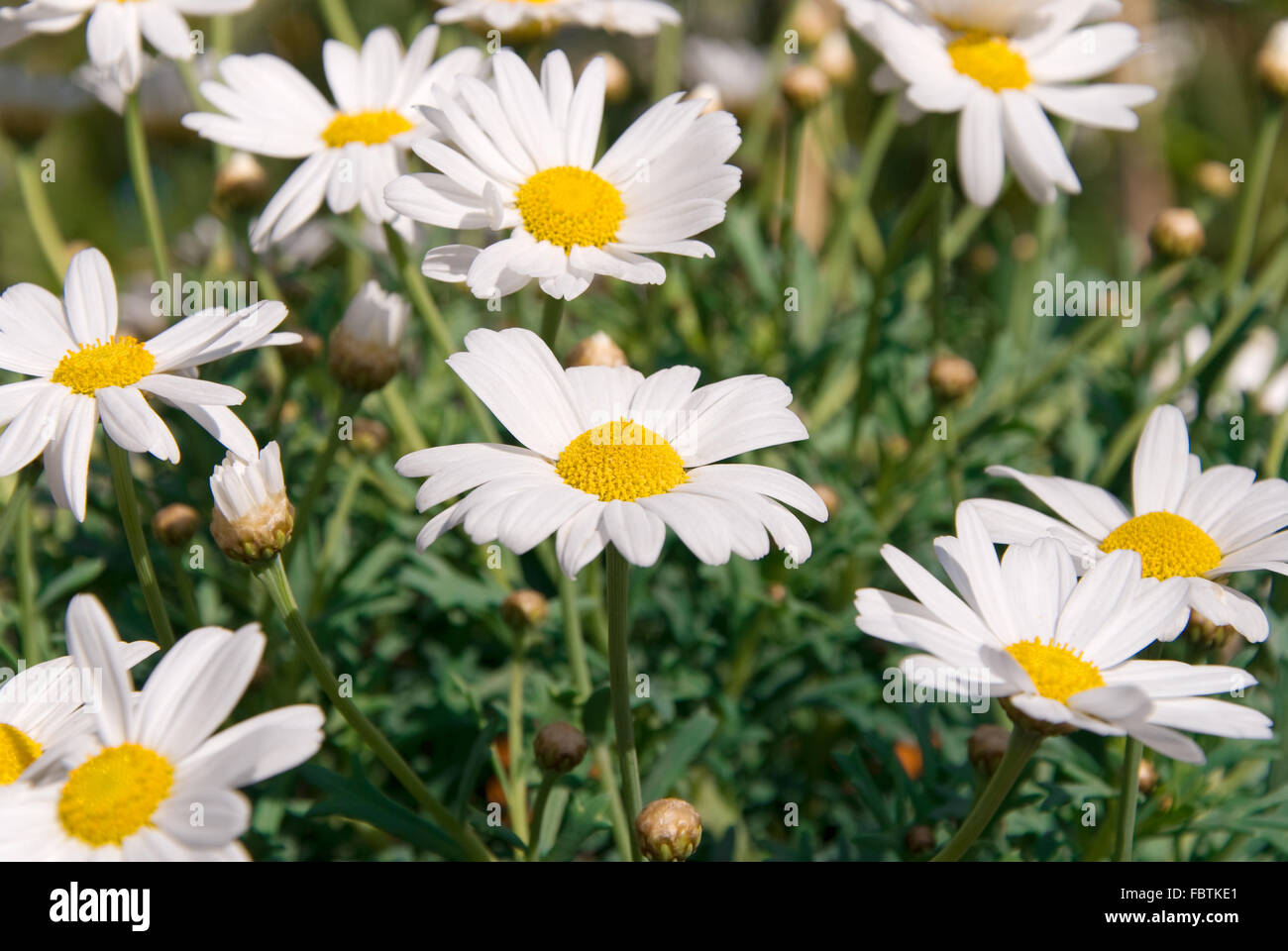 Blue marguerite flowers hi-res stock photography and images - Alamy