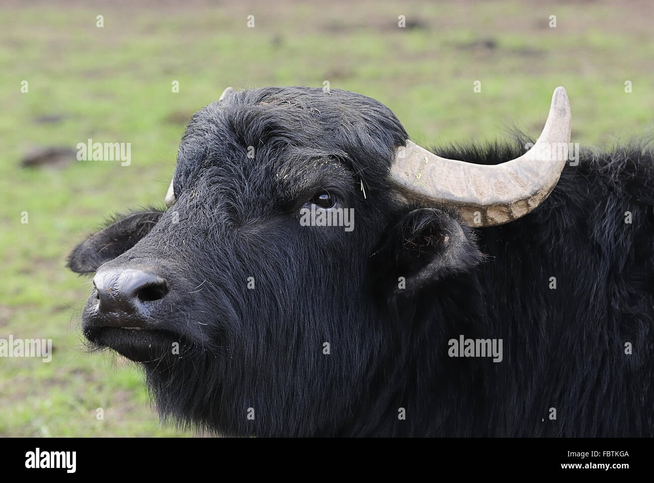 Buffalos nose hi-res stock photography and images - Alamy