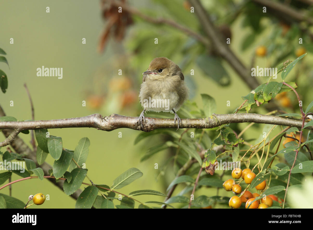 Sylvia atricapilla weiblich hi-res stock photography and images - Alamy