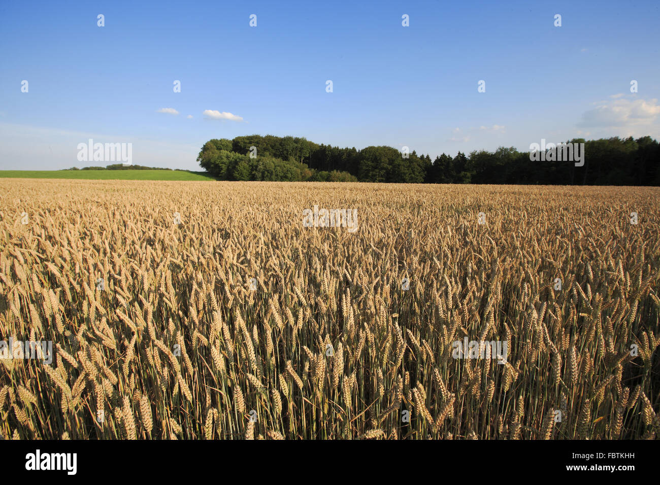 Wheat acre hi-res stock photography and images - Alamy
