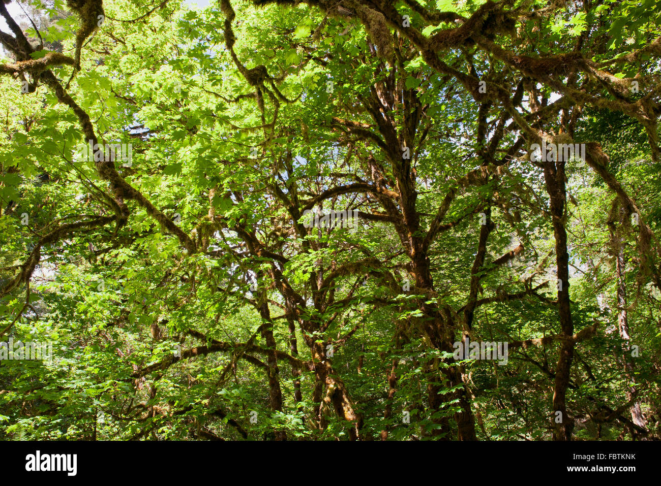 Maple tree canopy Stock Photo - Alamy