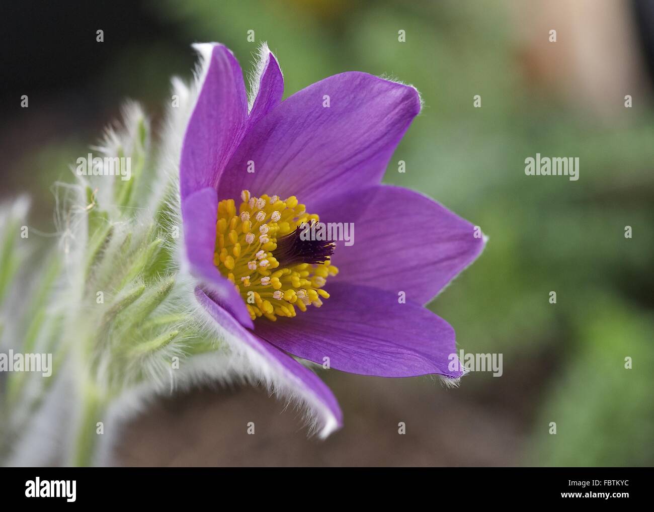 Common Pasque Flower (Pulsatilla vulgaris Stock Photo - Alamy