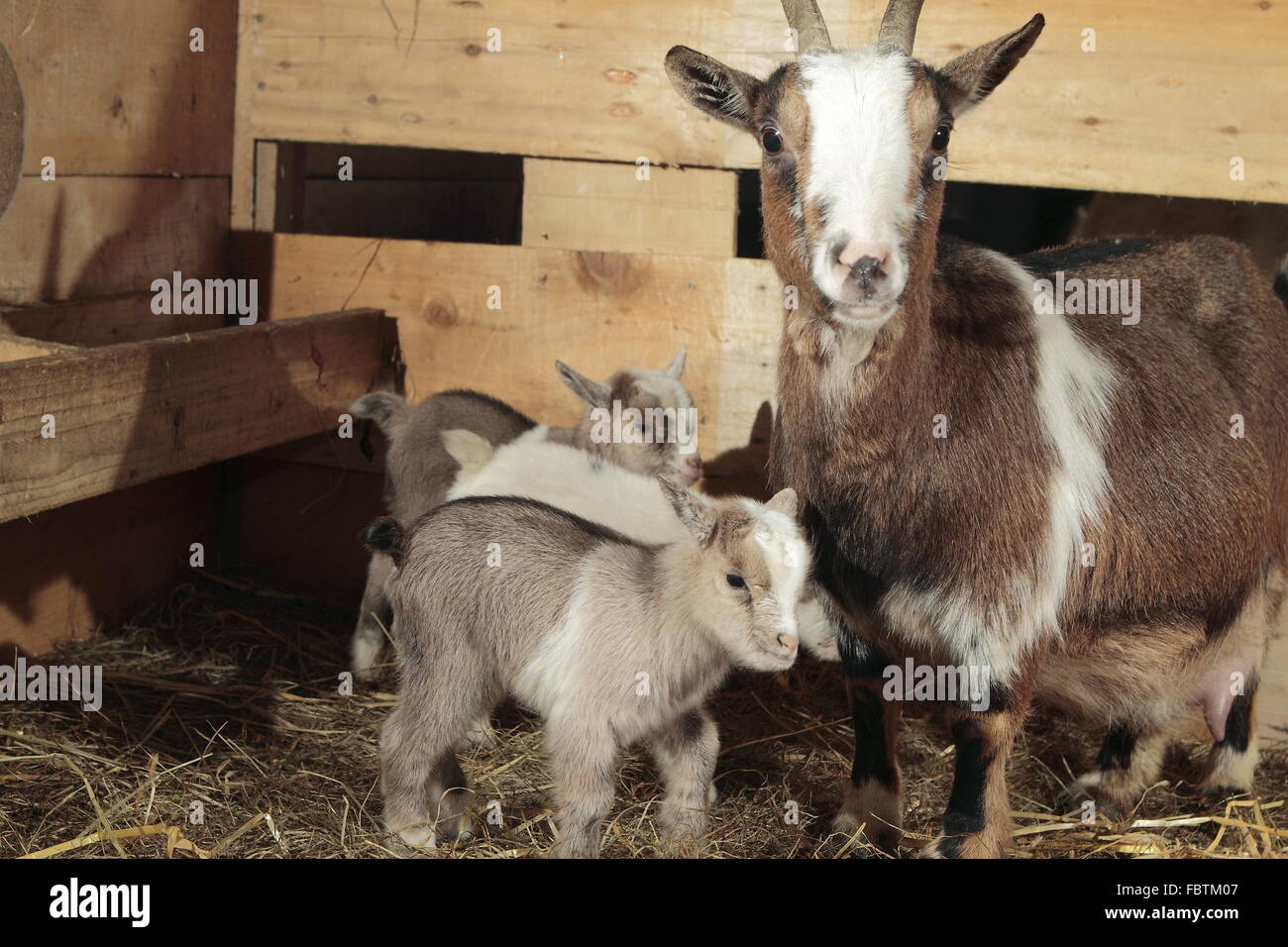 Goat Miniature High Resolution Stock Photography and Images - Alamy