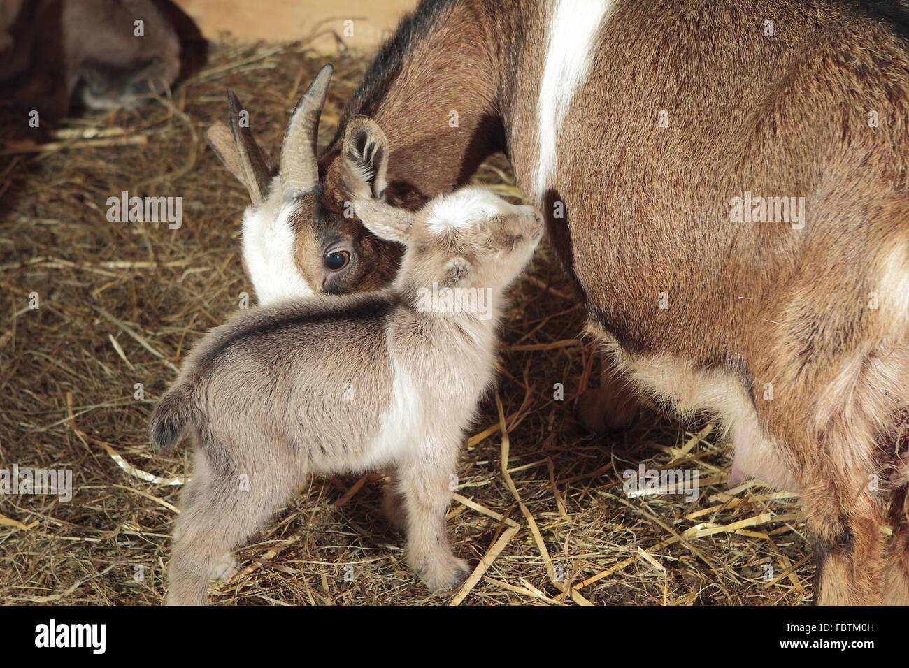 Miniature goat hi-res stock photography and images - Alamy