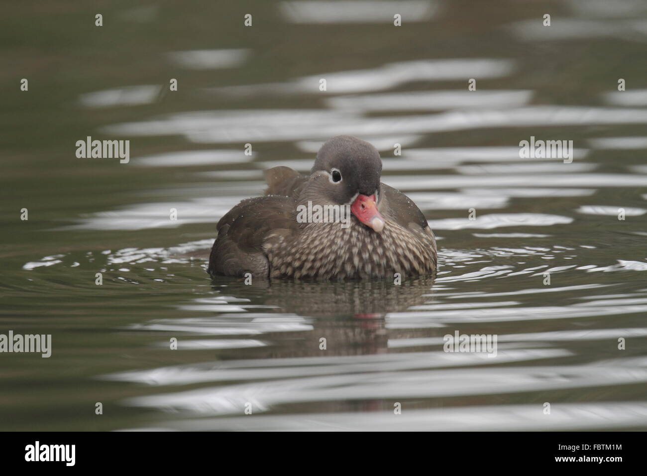 Mandarin Duck Hen High Resolution Stock Photography and Images - Alamy