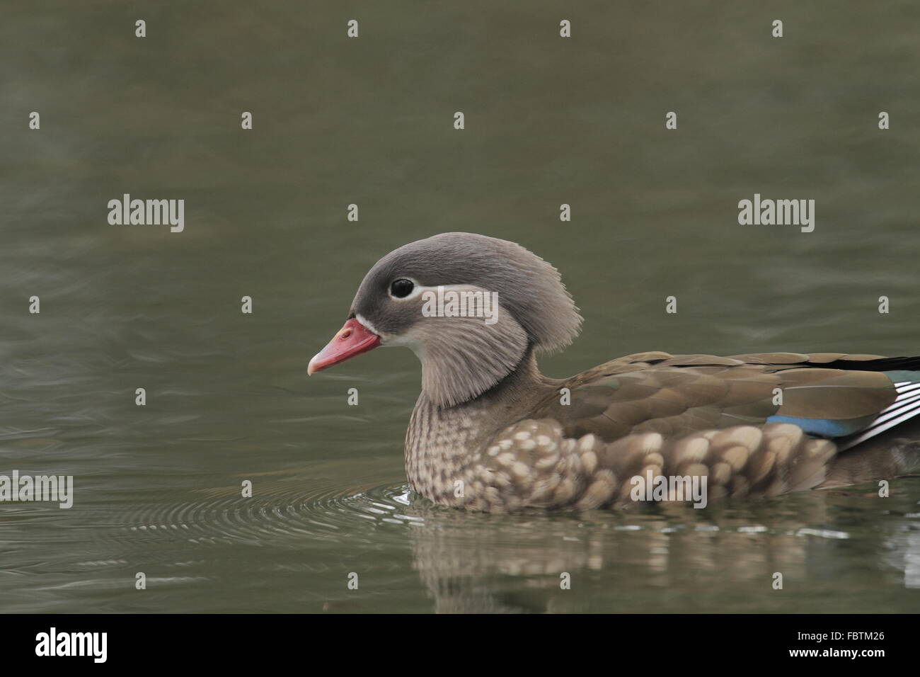Mandarin Duck Hen High Resolution Stock Photography and Images - Alamy