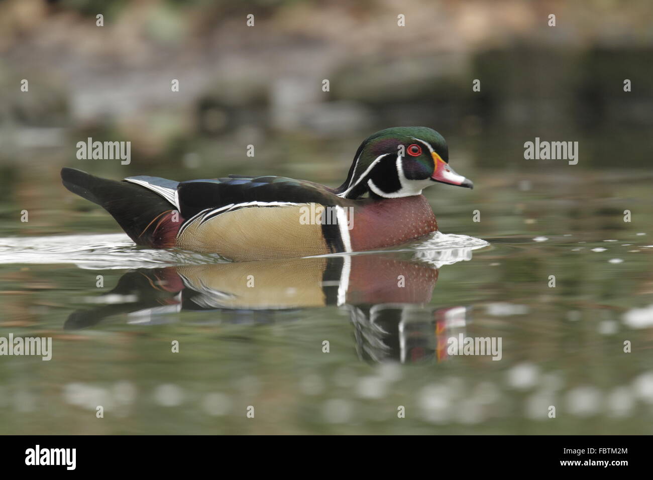 Wood Duck, Aix Sponsa Stock Photo - Alamy