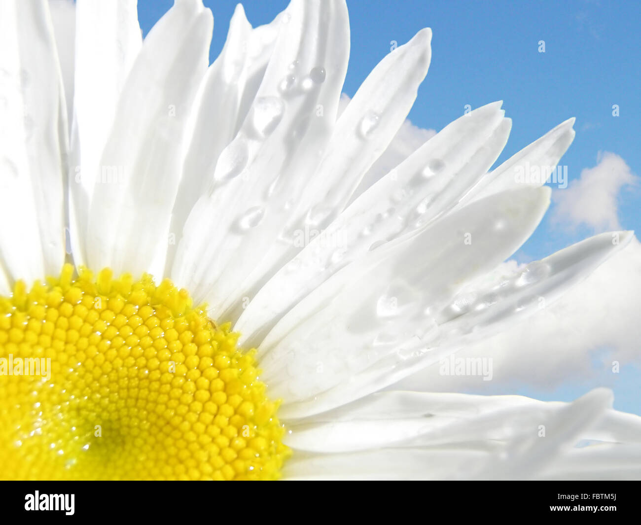 Daisywheel hi-res stock photography and images - Alamy