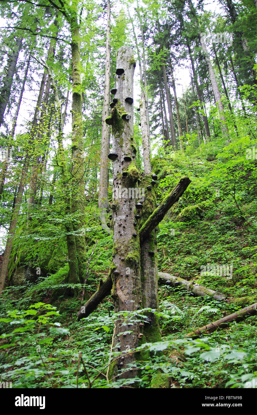 Baum Berg High Resolution Stock Photography and Images - Alamy