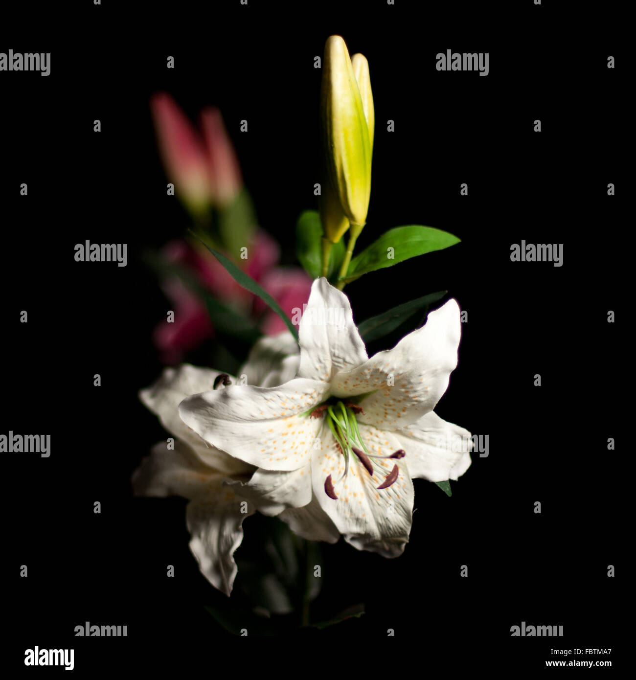 Lilien High Resolution Stock Photography and Images - Alamy