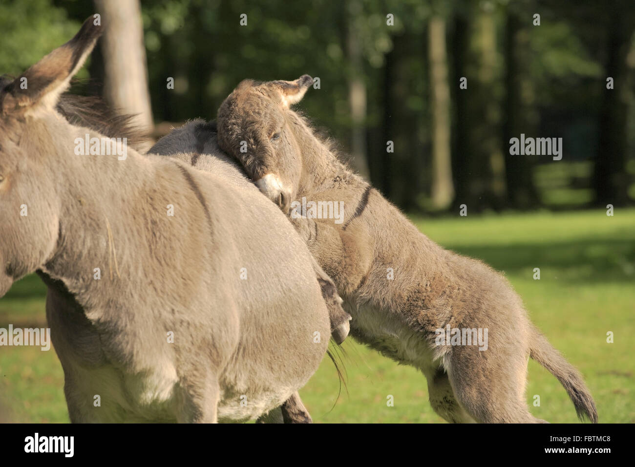 donkey, Equus asinus asinus Stock Photo - Alamy