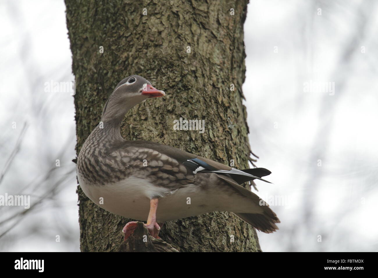 Mandarin Duck Hen High Resolution Stock Photography and Images - Alamy