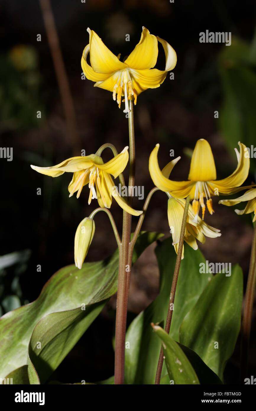 Zahnlilien hi-res stock photography and images - Alamy