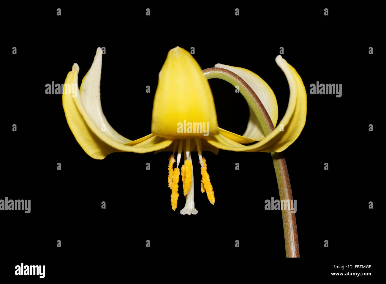Dog-tooth lily flower Stock Photo - Alamy