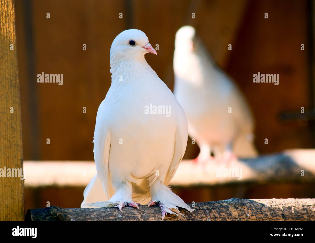 Domestic doves hi-res stock photography and images - Alamy