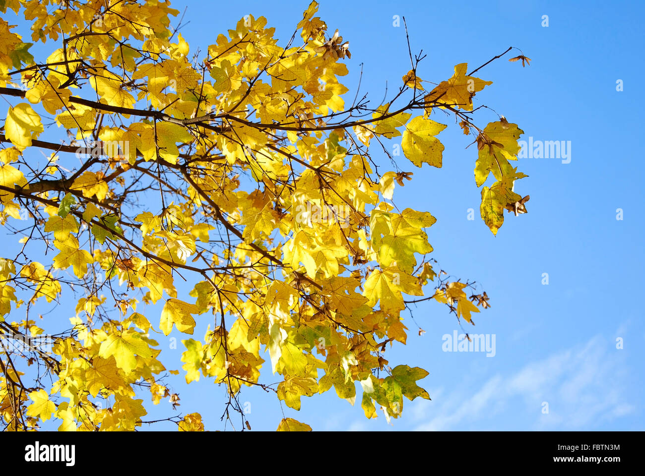 Blaetter herbst hi-res stock photography and images - Alamy