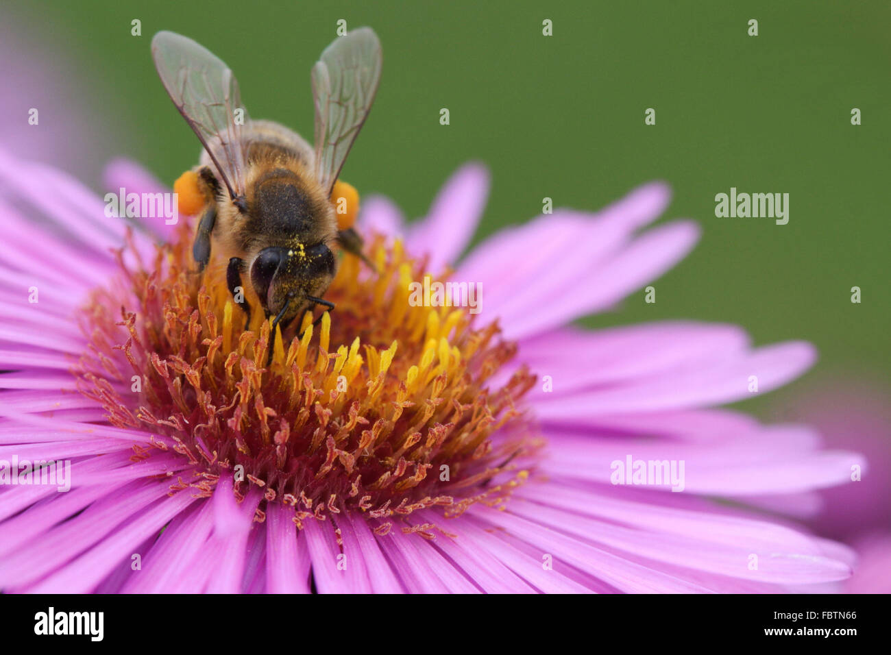 Bee on flower Stock Photo - Alamy