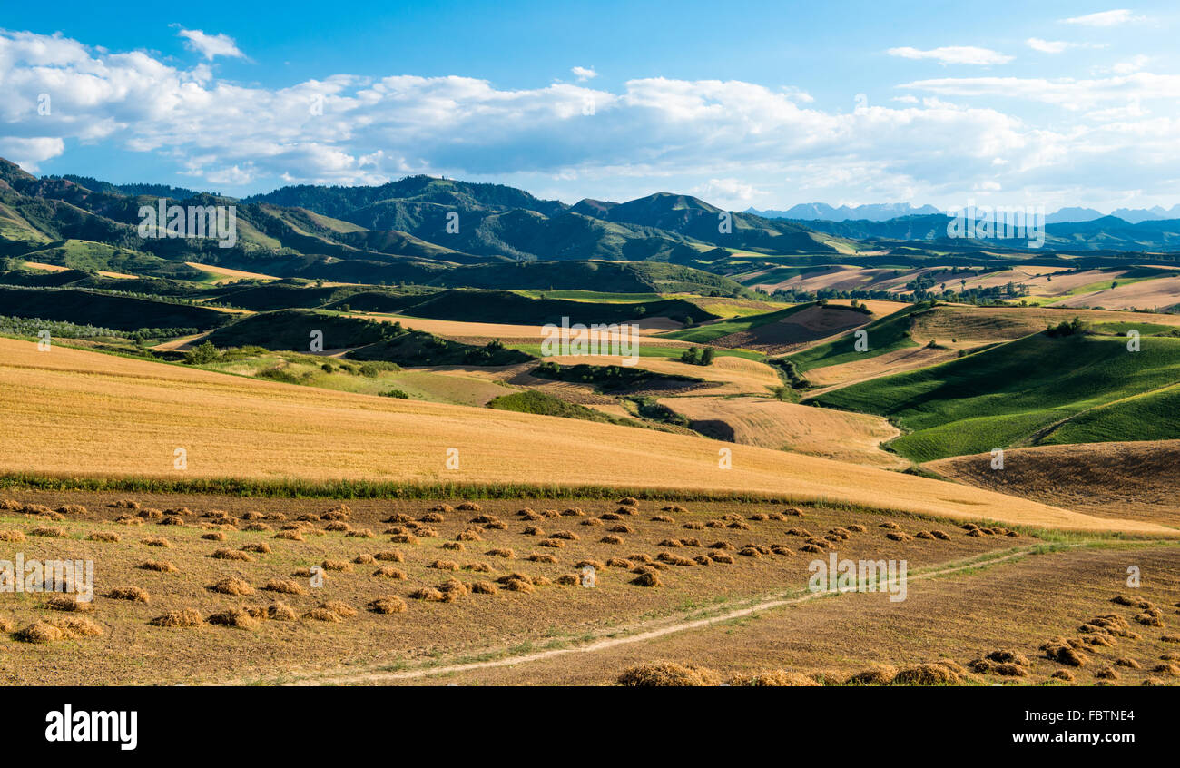 Xinjiang Shihezi wheat field Stock Photo - Alamy