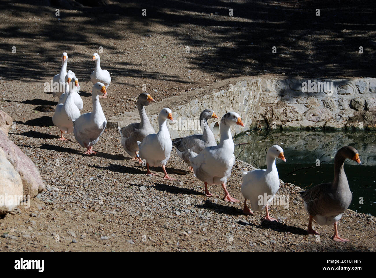Gaggle geese walking in hi-res stock photography and images - Alamy