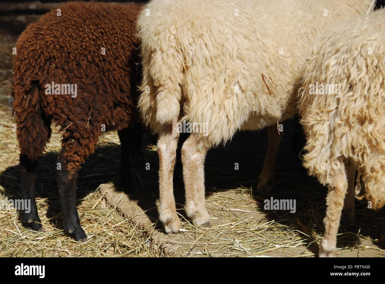Adult sheeps hi-res stock photography and images - Alamy