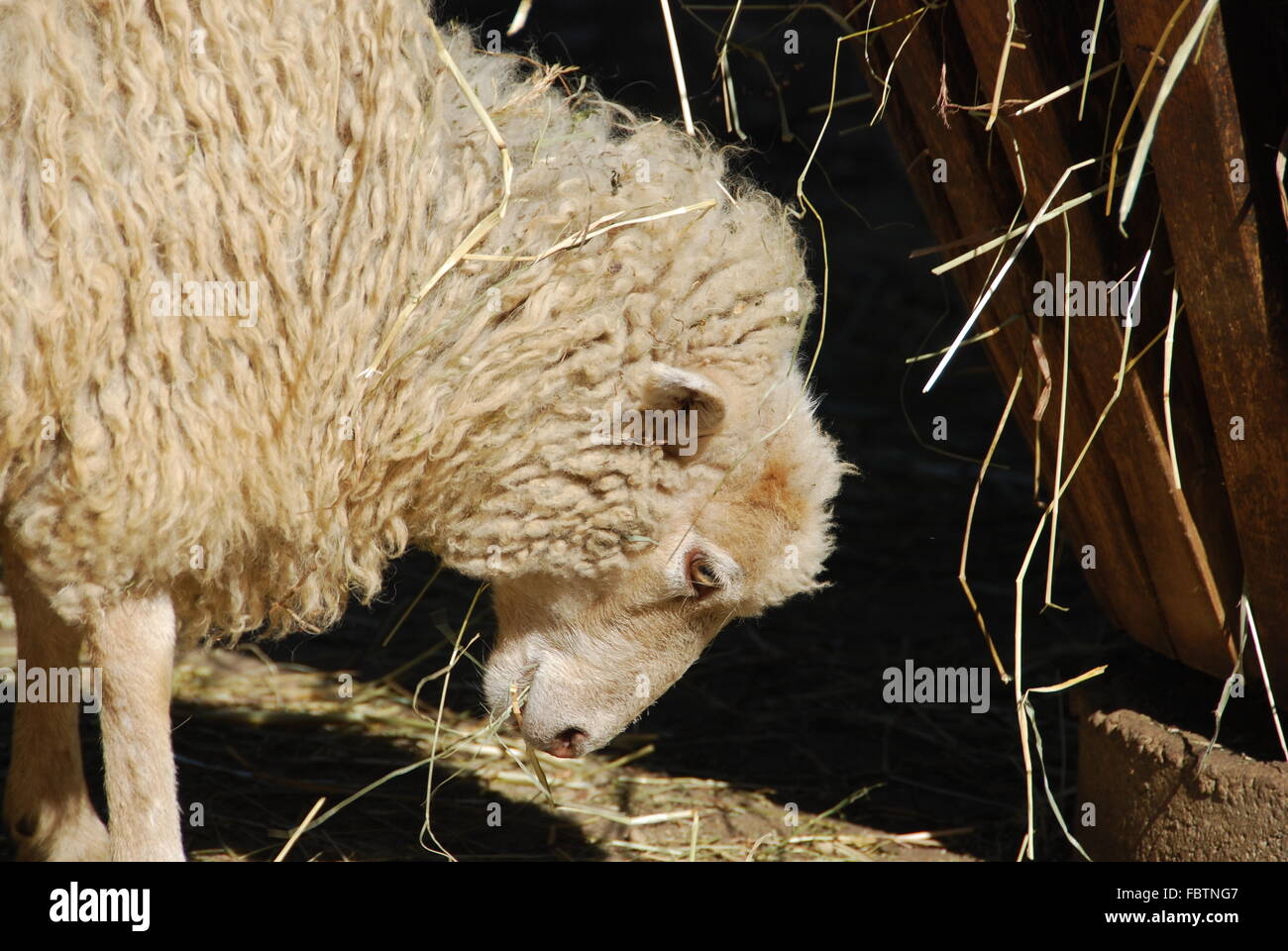 Sheep eating hay Stock Photo - Alamy