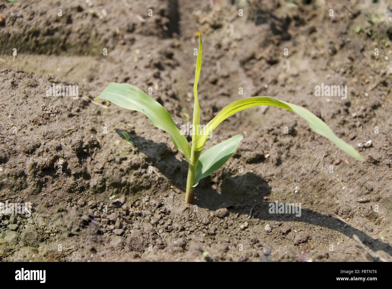 Corn plant hi-res stock photography and images - Alamy