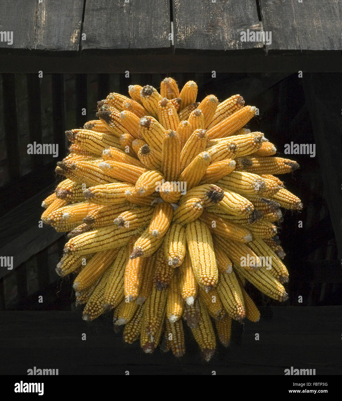 Corn star hi-res stock photography and images - Alamy