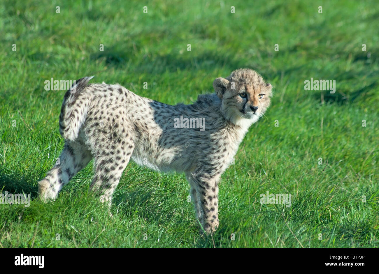 Cheetah tail hi-res stock photography and images - Alamy