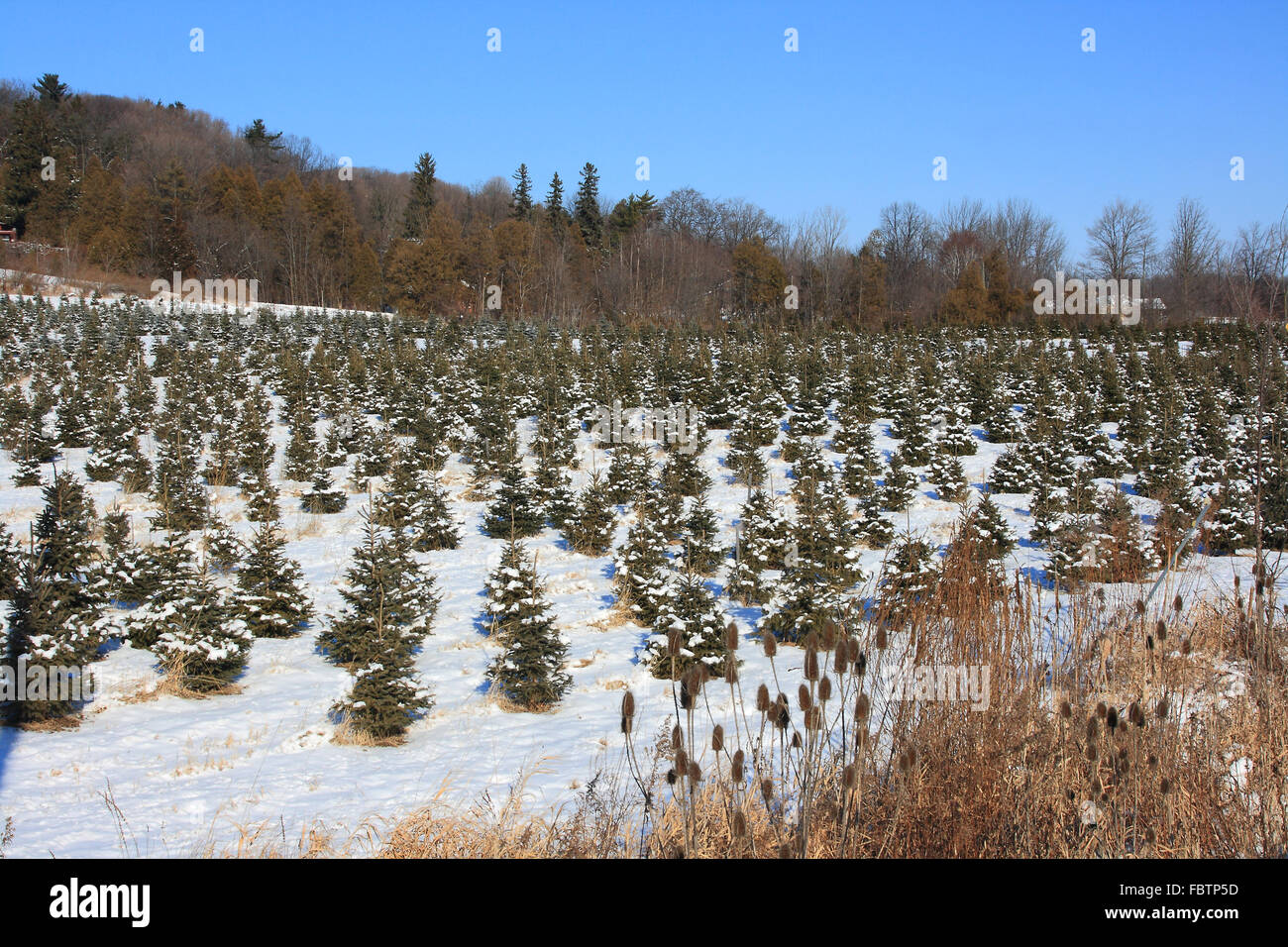 Farm under trees hi-res stock photography and images - Alamy